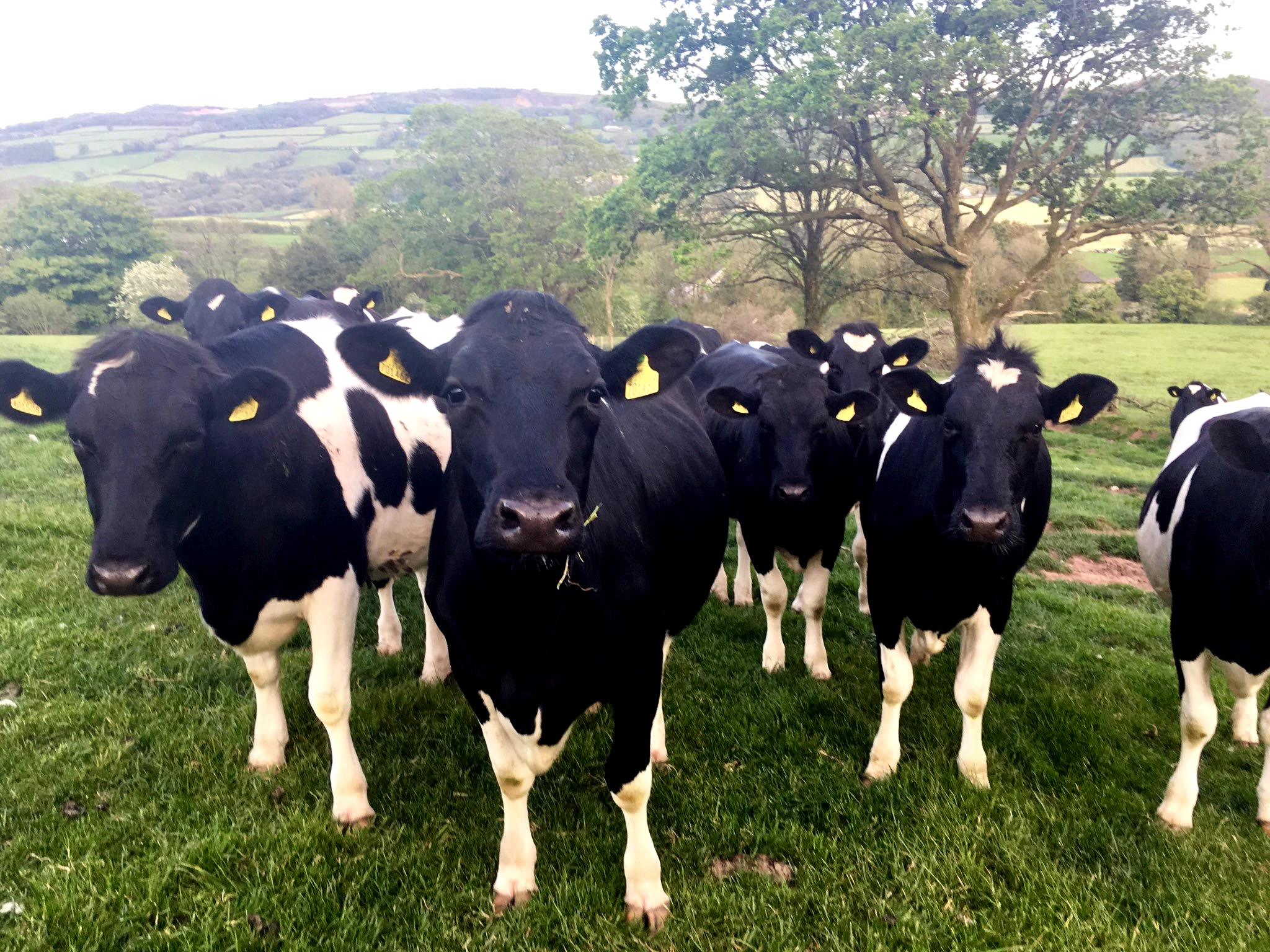 Calf & Youngstock - Bibby Agriculture